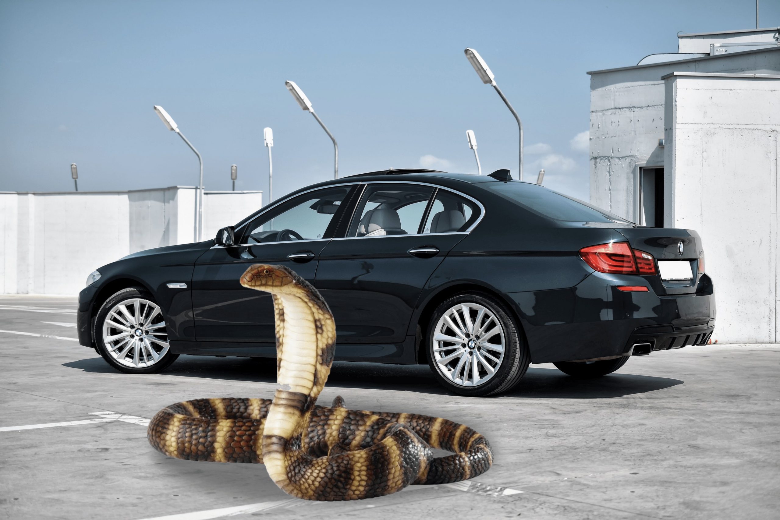 Snakes and your car | Carbiz